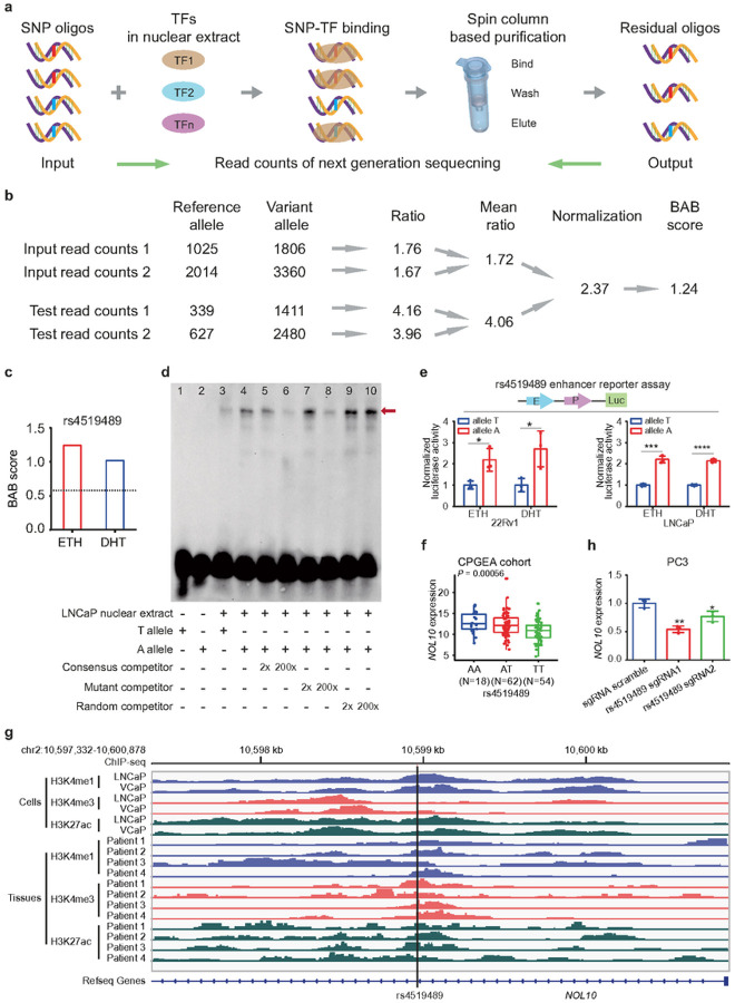 Combined SNPs sequencing and allele specific proteomics capture reveal functional causality ...