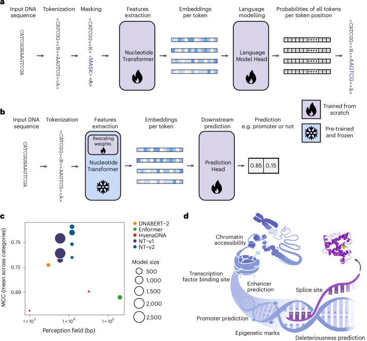 Nucleotide Transformer: building and evaluating robust foundation models for human genomics - PMC