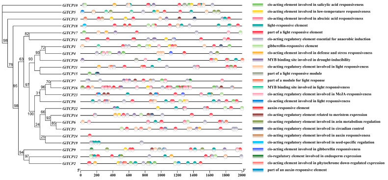 Comprehensive Analysis of the GiTCP Gene Family and Its Expression Under UV-B Radiation in ...