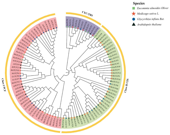 Comprehensive Analysis of the GiTCP Gene Family and Its Expression Under UV-B Radiation in ...