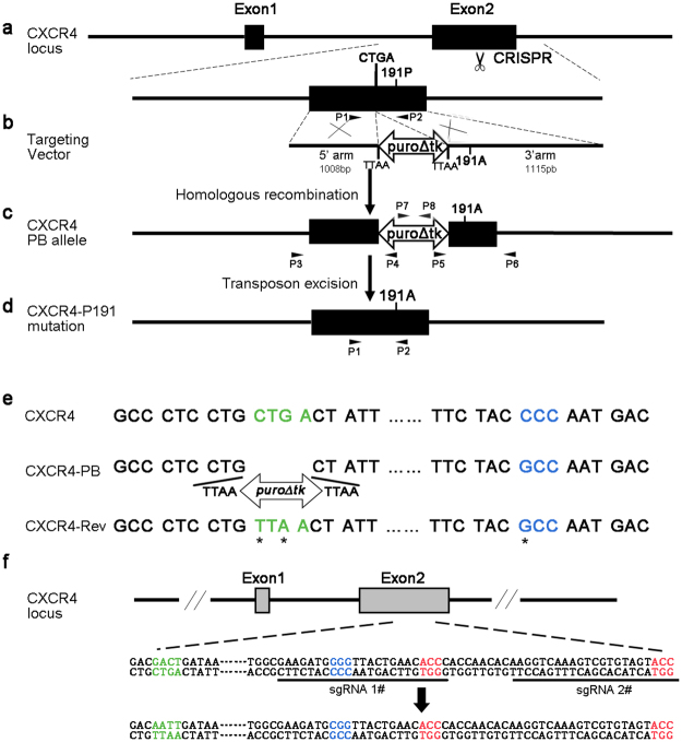 HIV-1 inhibition in cells with CXCR4 mutant genome created by CRISPR-Cas9 and piggyBac ...