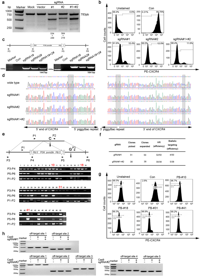 HIV-1 inhibition in cells with CXCR4 mutant genome created by CRISPR-Cas9 and piggyBac ...