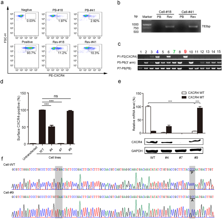 HIV-1 inhibition in cells with CXCR4 mutant genome created by CRISPR-Cas9 and piggyBac ...