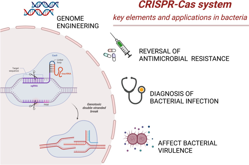 Engineered CRISPR-Cas systems for the detection and control of antibiotic-resistant infections - PMC