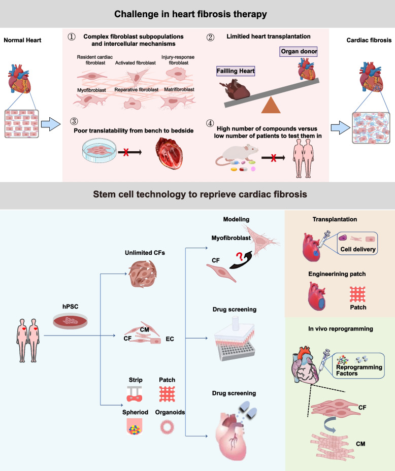 Harnessing stem cell and lineage reprogramming technology to treat cardiac fibrosis - PMC