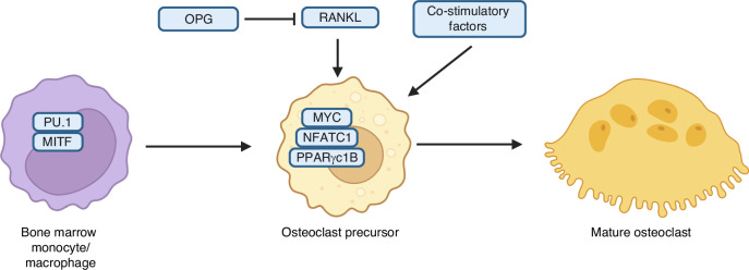 Metabolic reprogramming in skeletal cell differentiation - PMC
