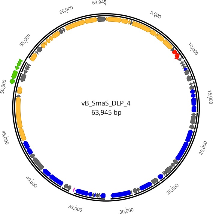 Novel Stenotrophomonas maltophilia temperate phage DLP4 is capable of lysogenic conversion - PMC
