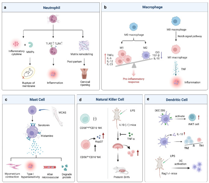 The landscape of decidual immune cells at the maternal–fetal interface in parturition and ...