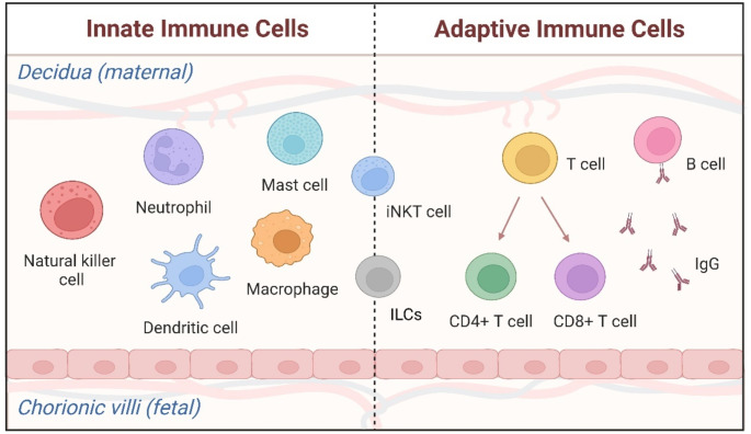 The landscape of decidual immune cells at the maternal–fetal interface in parturition and ...
