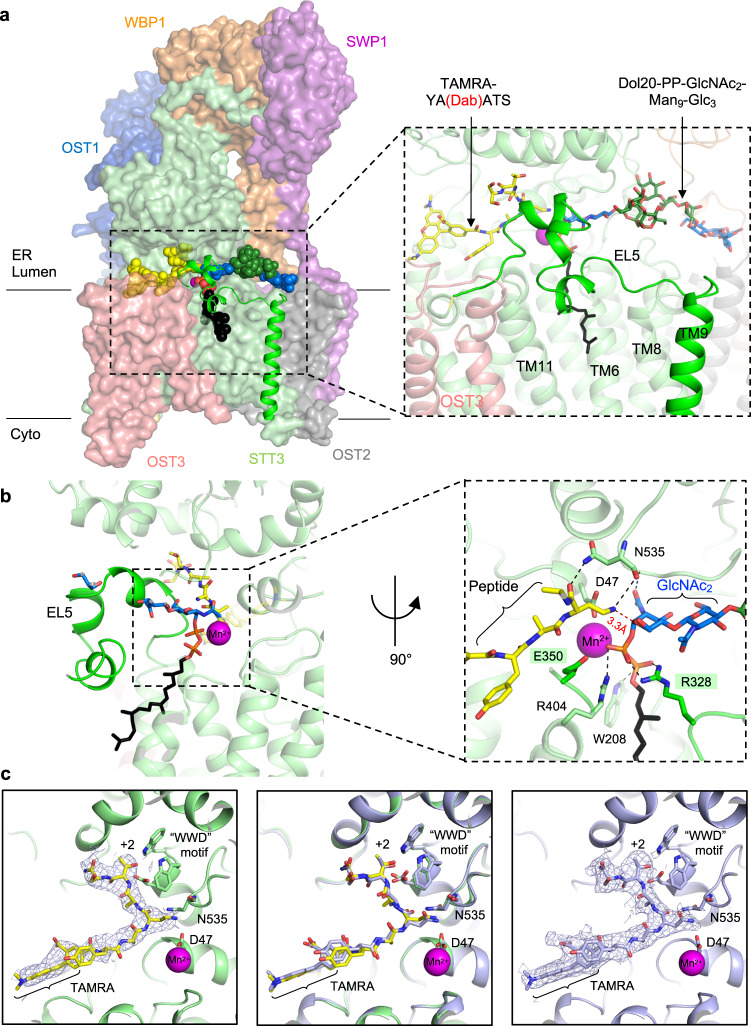 Molecular basis for glycan recognition and reaction priming of eukaryotic ...