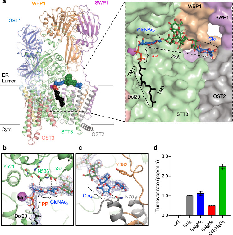 Molecular basis for glycan recognition and reaction priming of eukaryotic ...