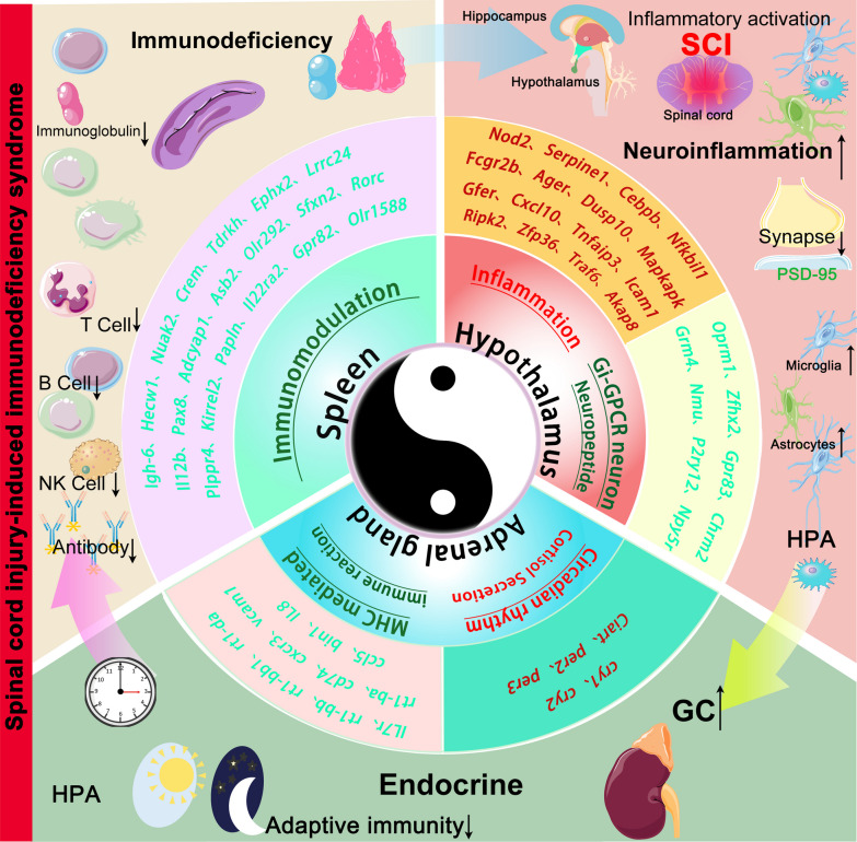Unbiased multitissue transcriptomic analysis reveals complex neuroendocrine regulatory networks ...