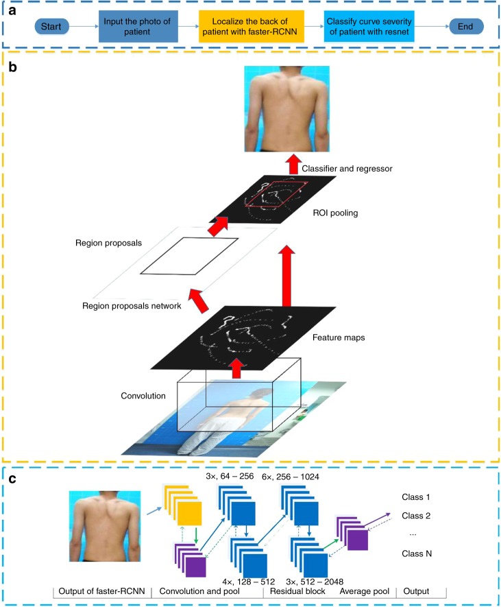 Development and validation of deep learning algorithms for scoliosis screening using back images ...