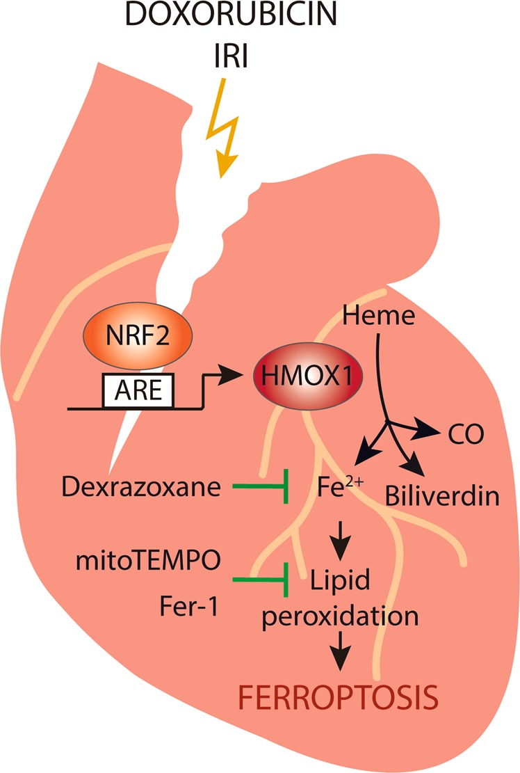 Broken hearts: Iron overload, ferroptosis and cardiomyopathy - PMC