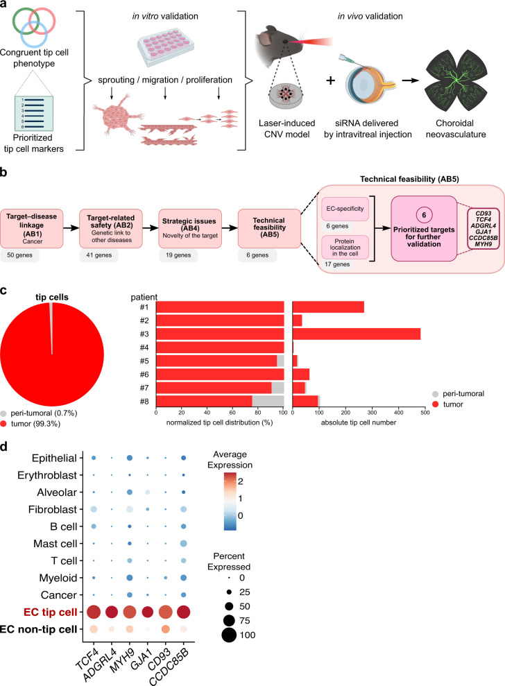 Prioritization and functional validation of target genes from single-cell transcriptomics ...