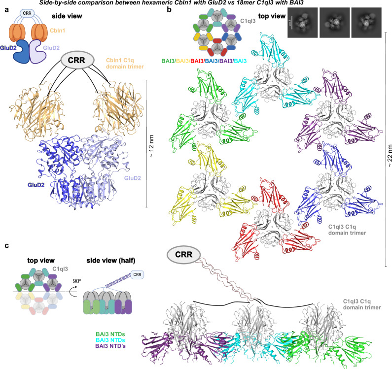 Structure of the complex of C1q-like 3 protein with adhesion-GPCR BAI3 ...
