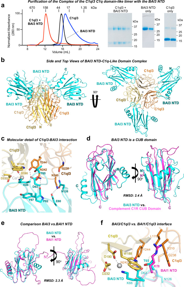 Structure of the complex of C1q-like 3 protein with adhesion-GPCR BAI3 ...