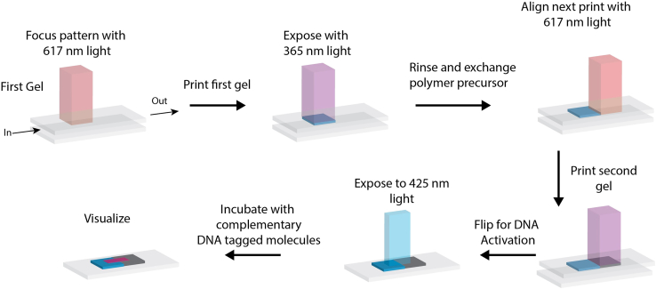 Protocol for the synthesis and activation of hydrogels with photocaged oligonucleotides - PMC
