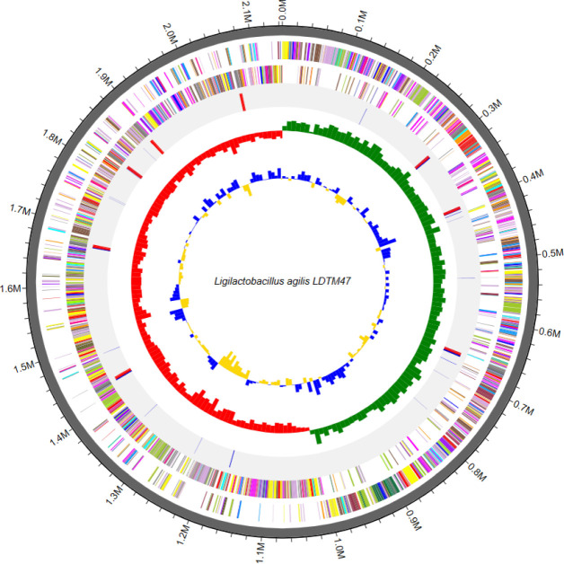 Complete genome sequence of Ligilactobacillus agilis LDTM47, bacteriocin-producing lactic acid ...