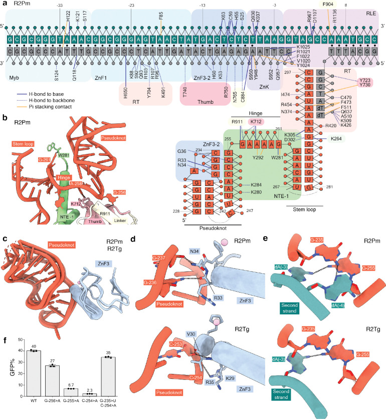 Structures of vertebrate R2 retrotransposon complexes during target-primed reverse transcription ...