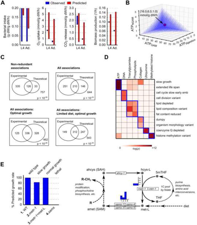 A Caenorhabditis elegans Genome-Scale Metabolic Network Model - PMC