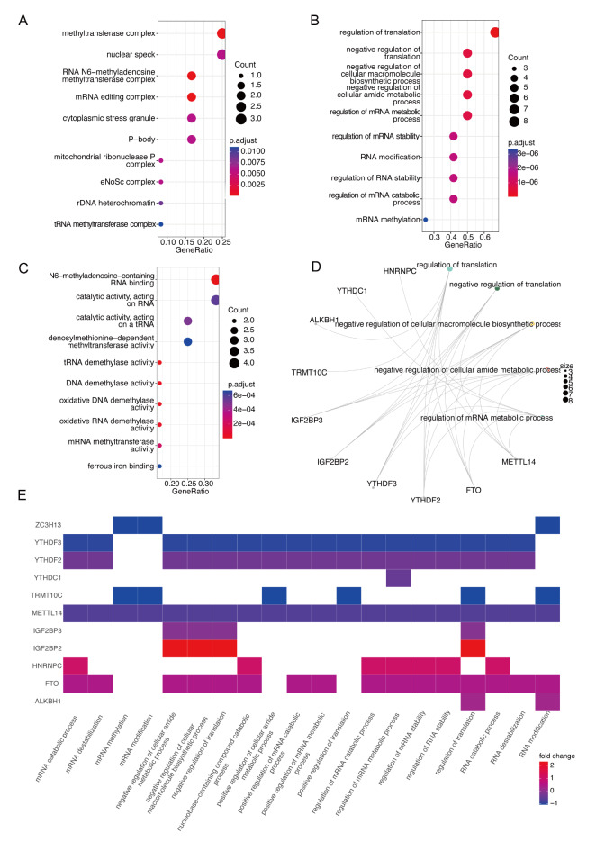Integrating bulk and single-cell RNA sequencing data: unveiling RNA methylation and autophagy ...
