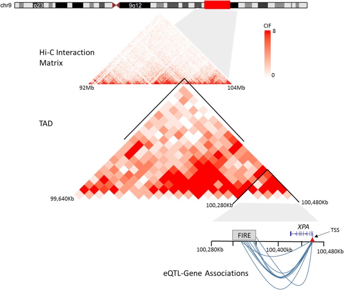 Joint analyses of multi-tissue Hi-C and eQTL data demonstrate close spatial proximity between ...