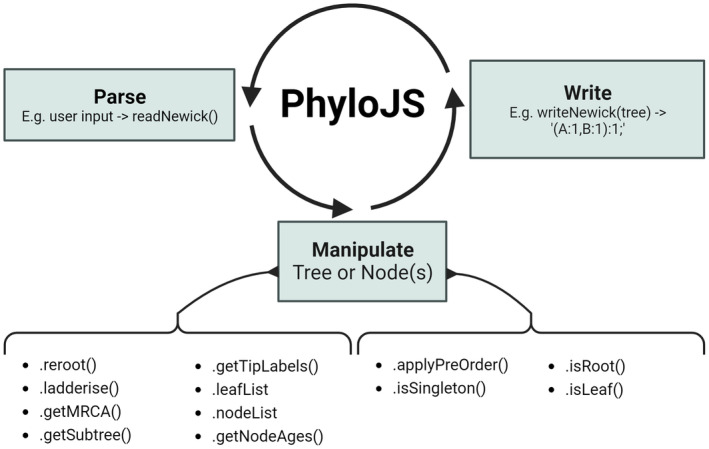 PhyloJS: Bridging phylogenetics and web development with a JavaScript utility library - PMC