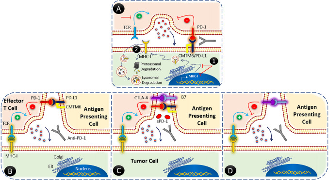 CMTM6 as a master regulator of PD-L1 - PMC