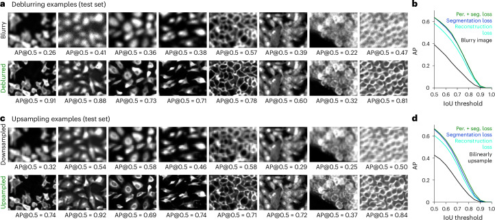 Cellpose3: one-click image restoration for improved cellular segmentation - PMC