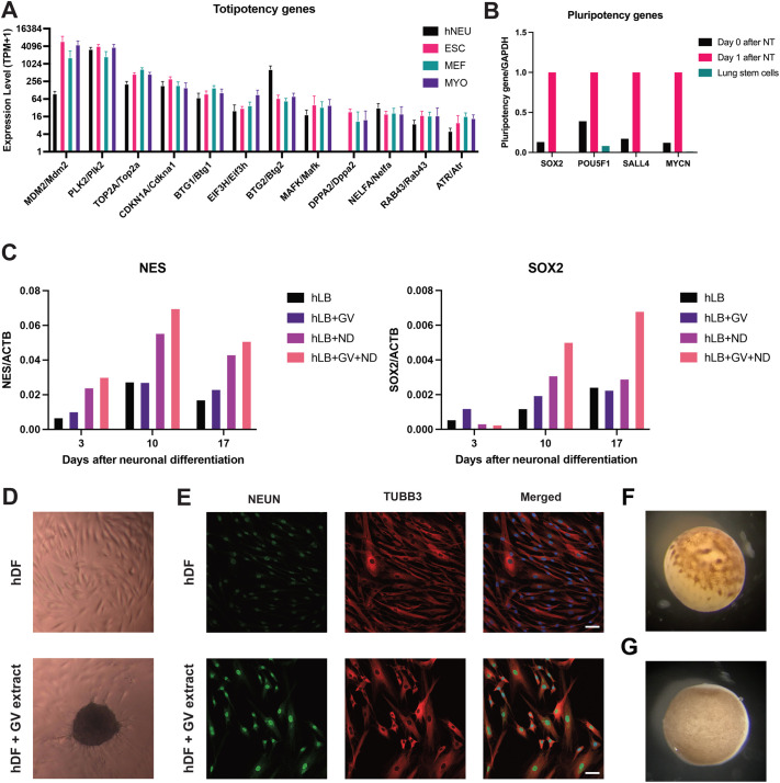 Deterministic Nuclear Reprogramming Of Mammalian Nuclei To A