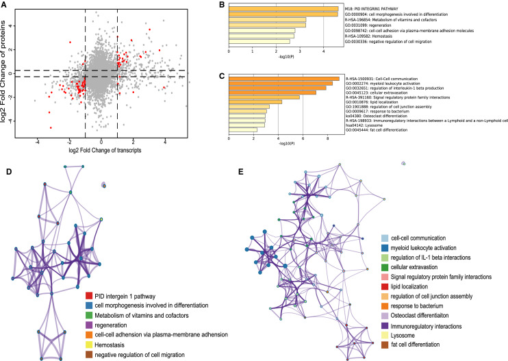 Integrative omics analysis identifies biomarkers of idiopathic pulmonary fibrosis - PMC