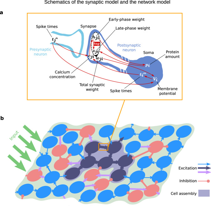 Memory consolidation and improvement by synaptic tagging and capture in recurrent neural ...