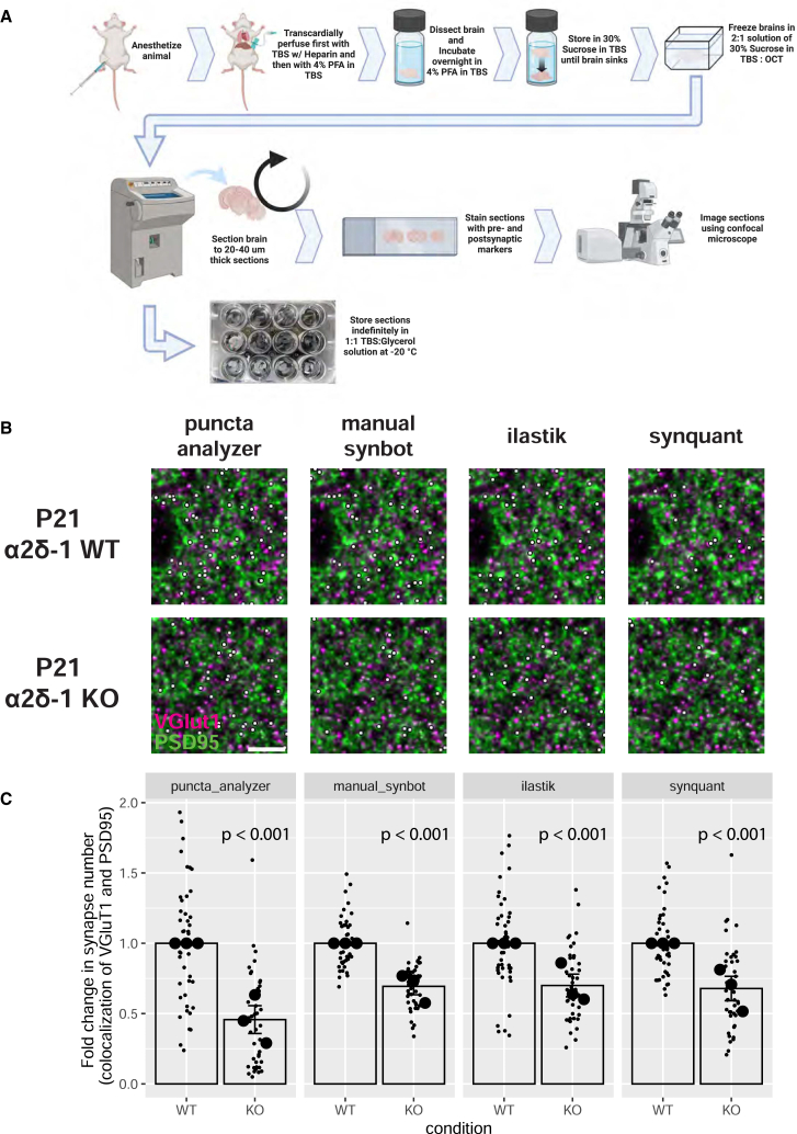 SynBot is an open-source image analysis software for automated quantification of synapses - PMC