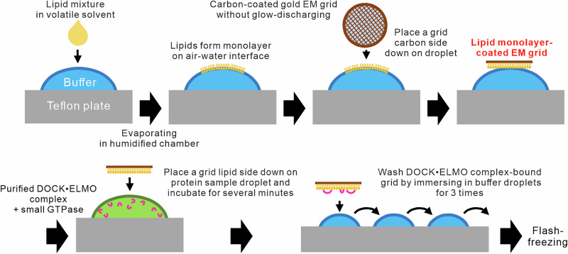 Conformational alteration of DOCK5•ELMO1 signalosome on lipid membrane ...