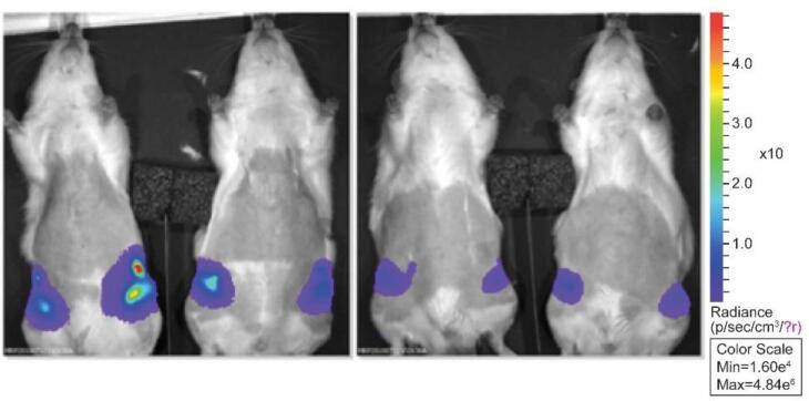 Evaluation of luciferase and prefusion-stabilized F protein from ...