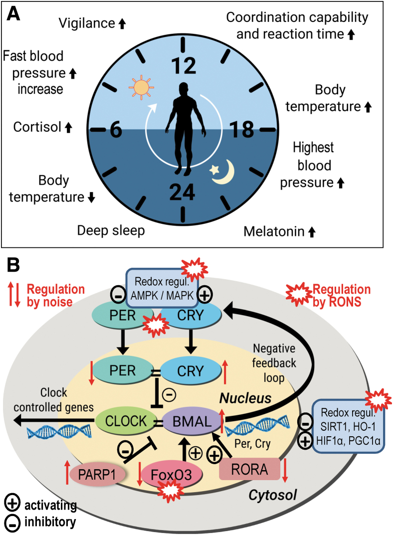 Redox Regulatory Changes of Circadian Rhythm by the Environmental Risk ...