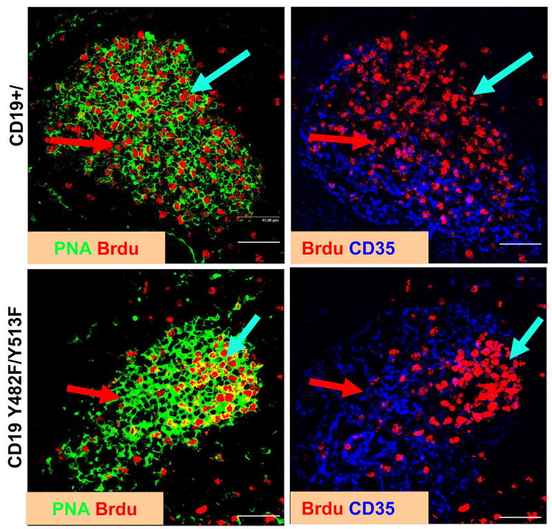 Germinal Center Structure and Function: Lessons form CD19 - PMC