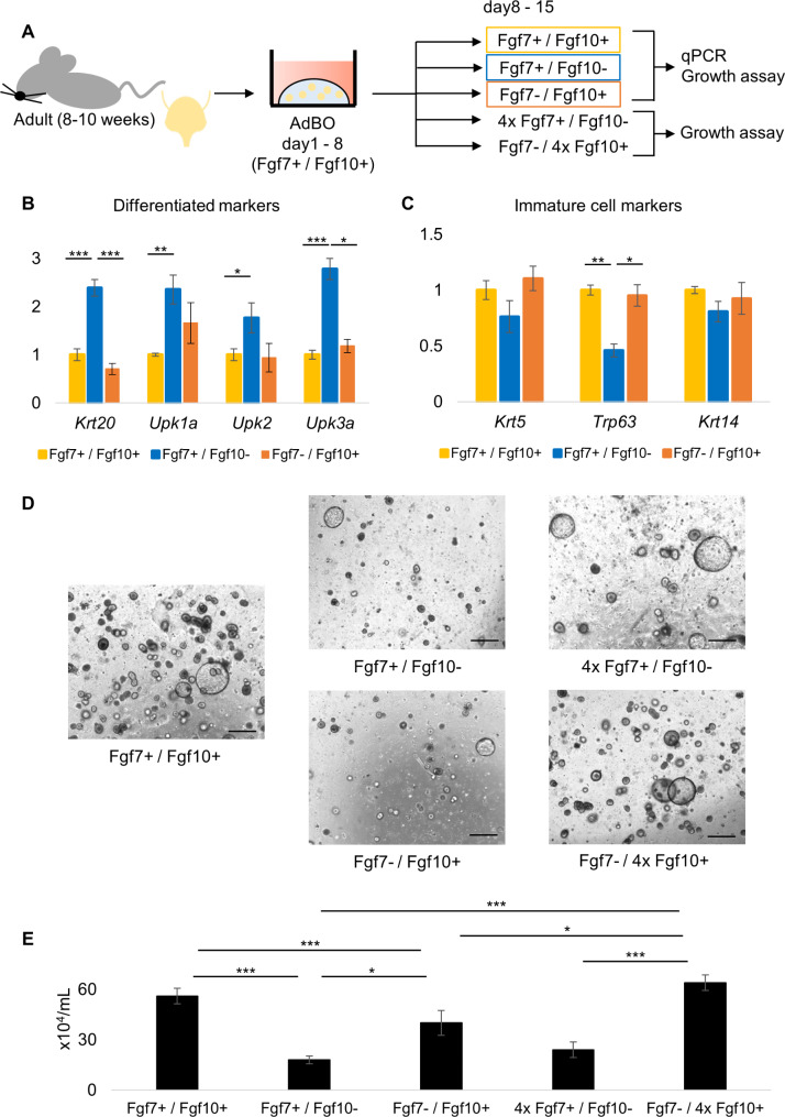 Distinct effects of Fgf7 and Fgf10 on the terminal differentiation of murine bladder urothelium ...