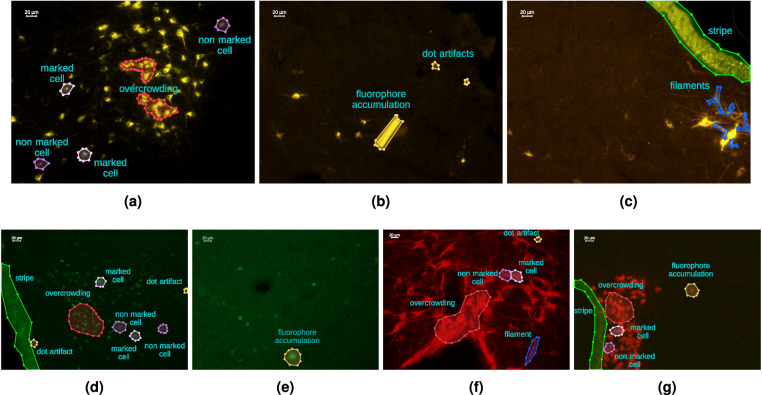 Fluorescent Neuronal Cells v2: multi-task, multi-format annotations for deep learning in ...