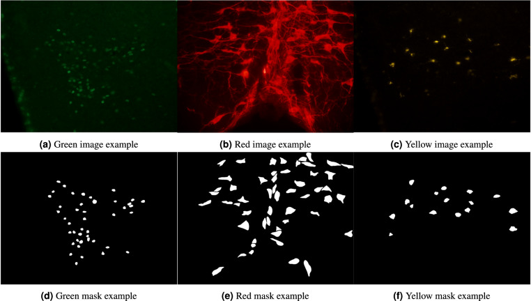 Fluorescent Neuronal Cells v2: multi-task, multi-format annotations for deep learning in ...