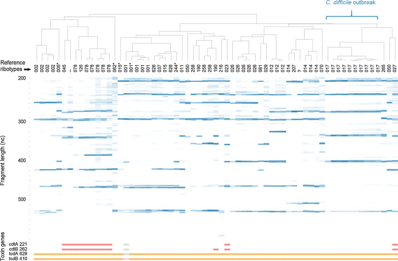 Simultaneous detection and ribotyping of Clostridioides difficile, and ...