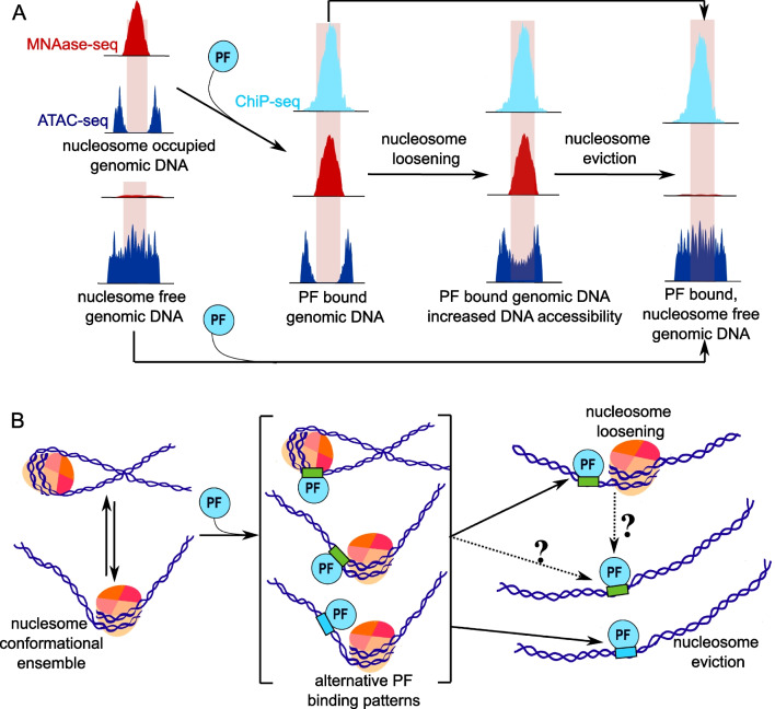 Structural dynamics in chromatin unraveling by pioneer transcription factors - PMC