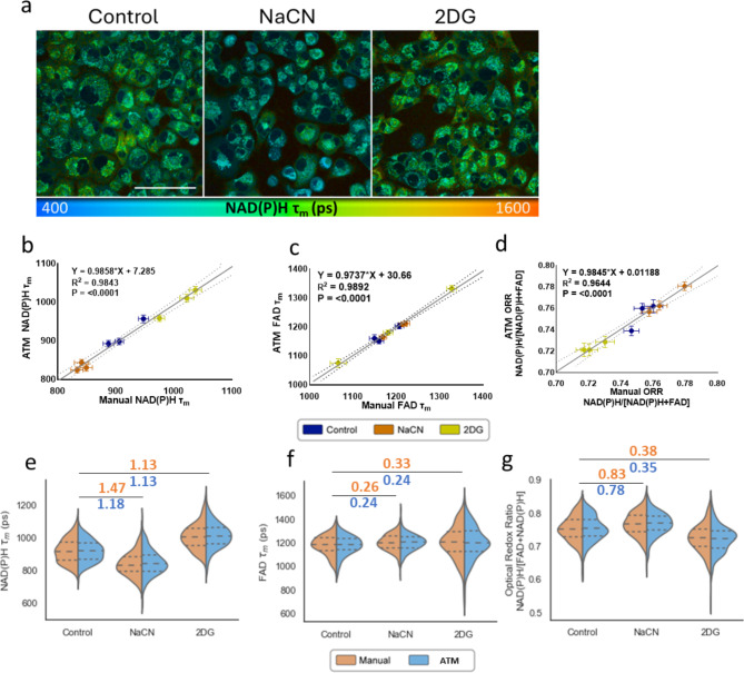 Cellpose as a reliable method for single-cell segmentation of ...
