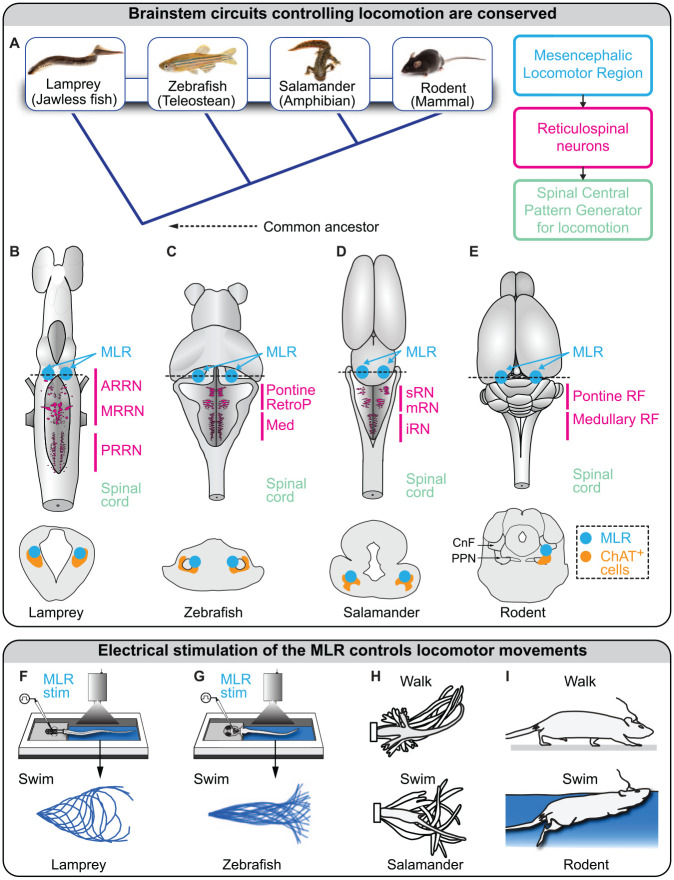 The Mesencephalic Locomotor Region Multiple Cell Types Multiple