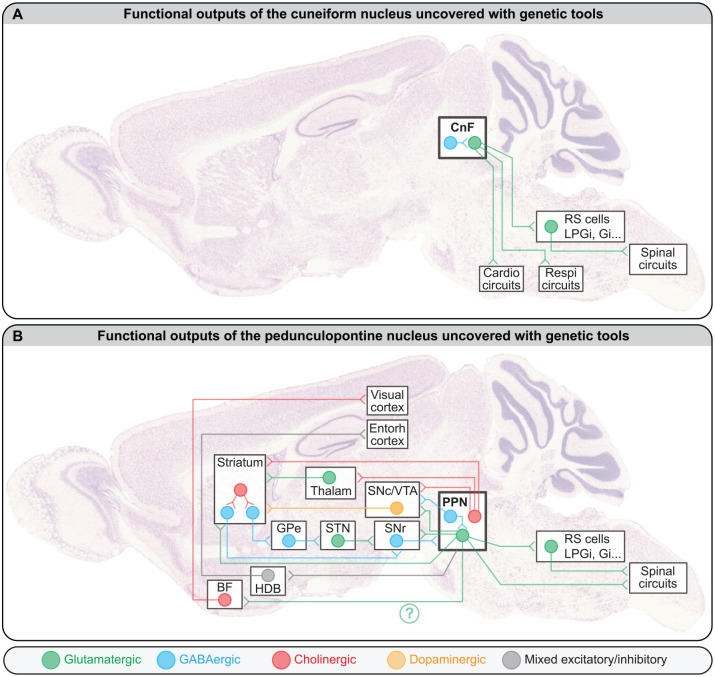The Mesencephalic Locomotor Region Multiple Cell Types Multiple