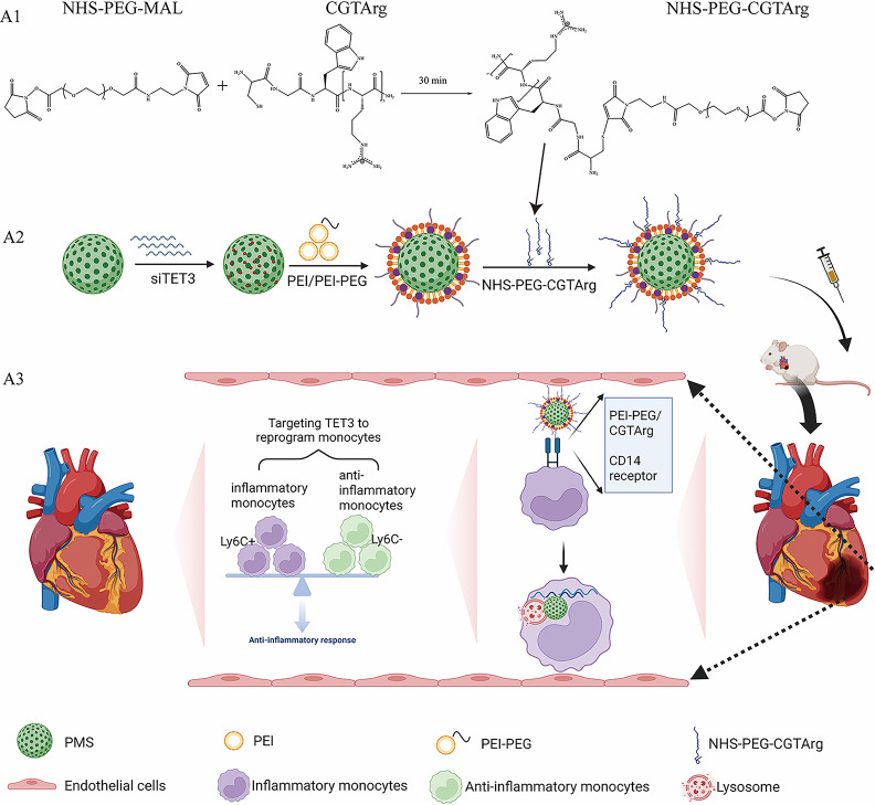 Peptide-functionalized periodic mesoporous silica nanoparticles for ...