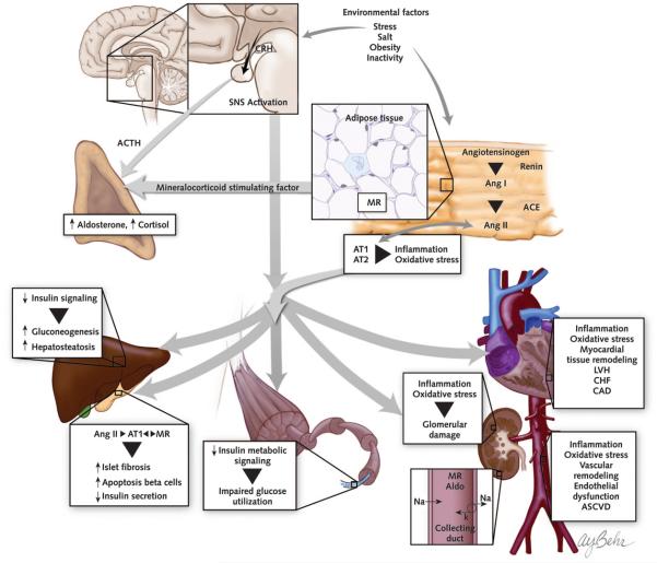 Narrative Review: The Emerging Clinical Implications of the Role of Aldosterone in the Metabolic ...