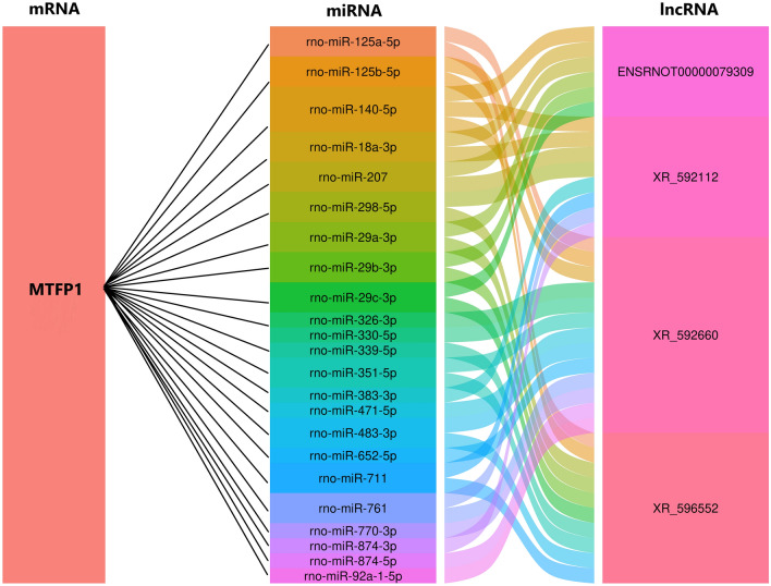 LncRNA–mRNA expression profile and functional network of vascular ...