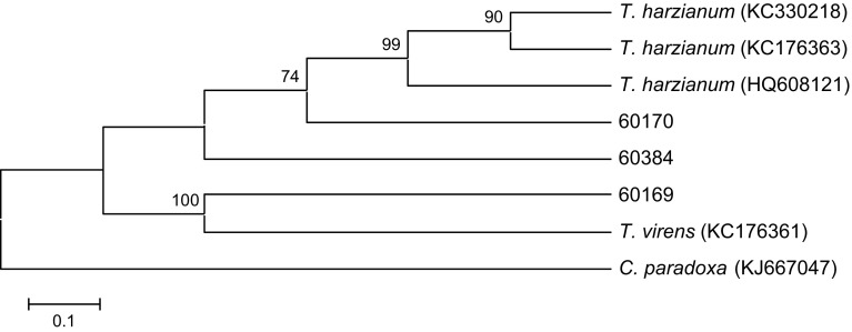 Potential of Trichodermaharzianum for control of banana leaf fungal pathogens when applied with ...